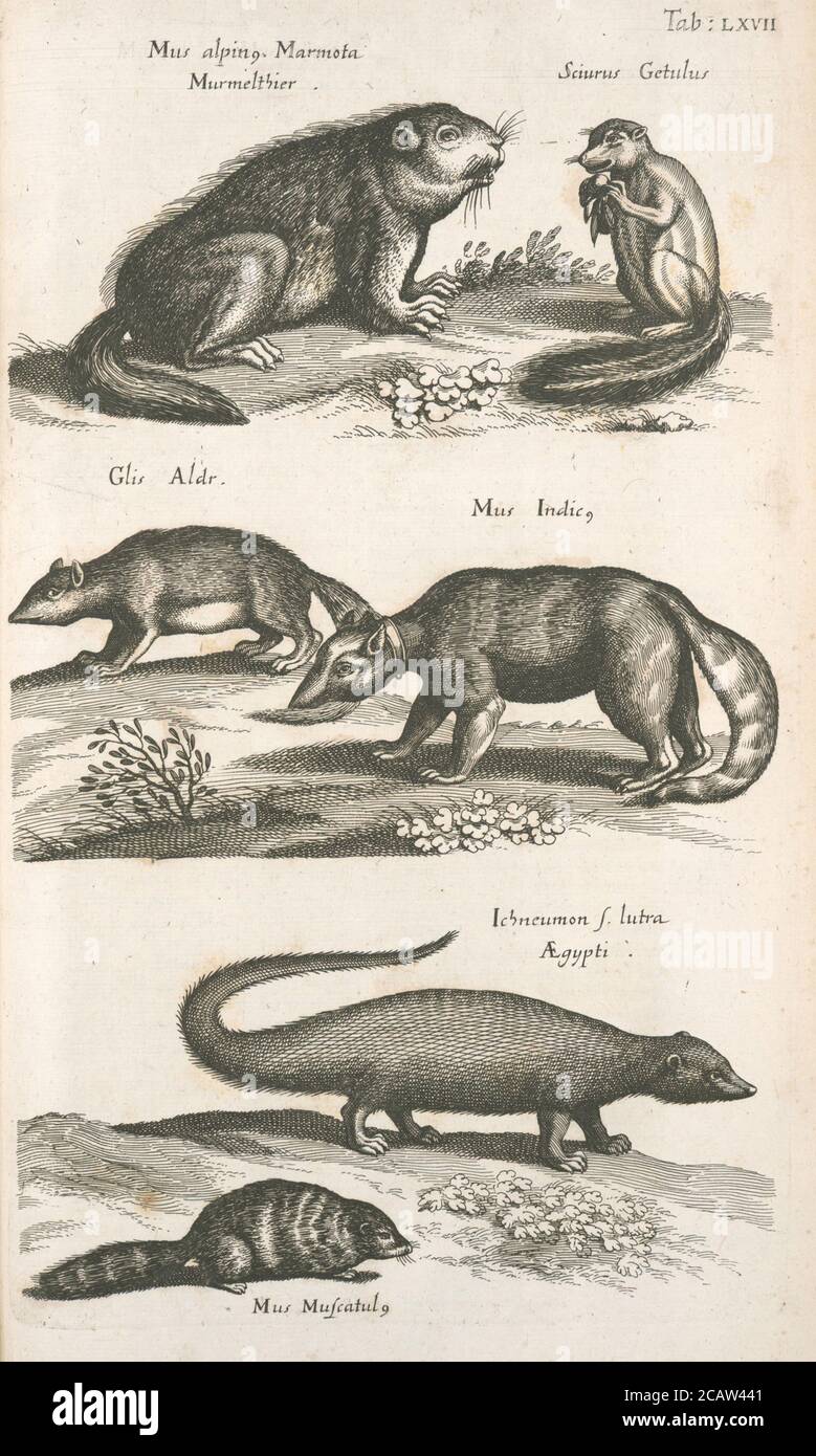 vintage animal illustration vintage classical artistic drawing Stock ...