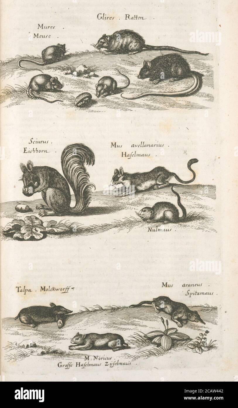 vintage animal illustration vintage classical artistic drawing Stock ...