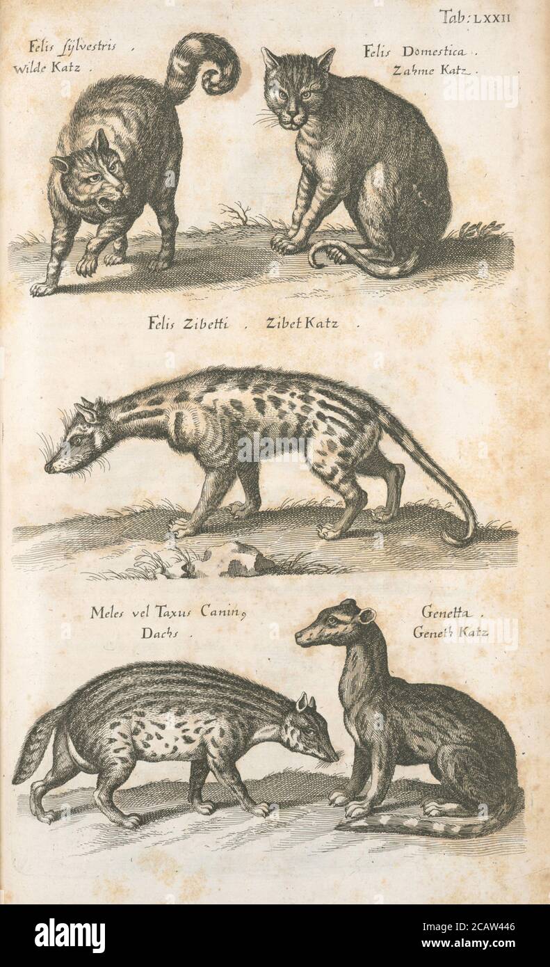vintage animal illustration vintage classical artistic drawing Stock ...