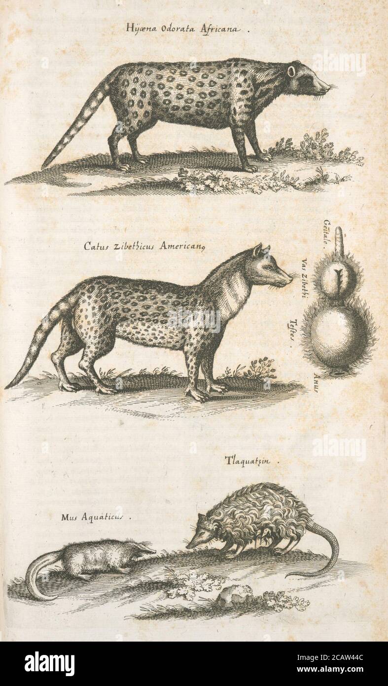 vintage animal illustration vintage classical artistic drawing Stock ...