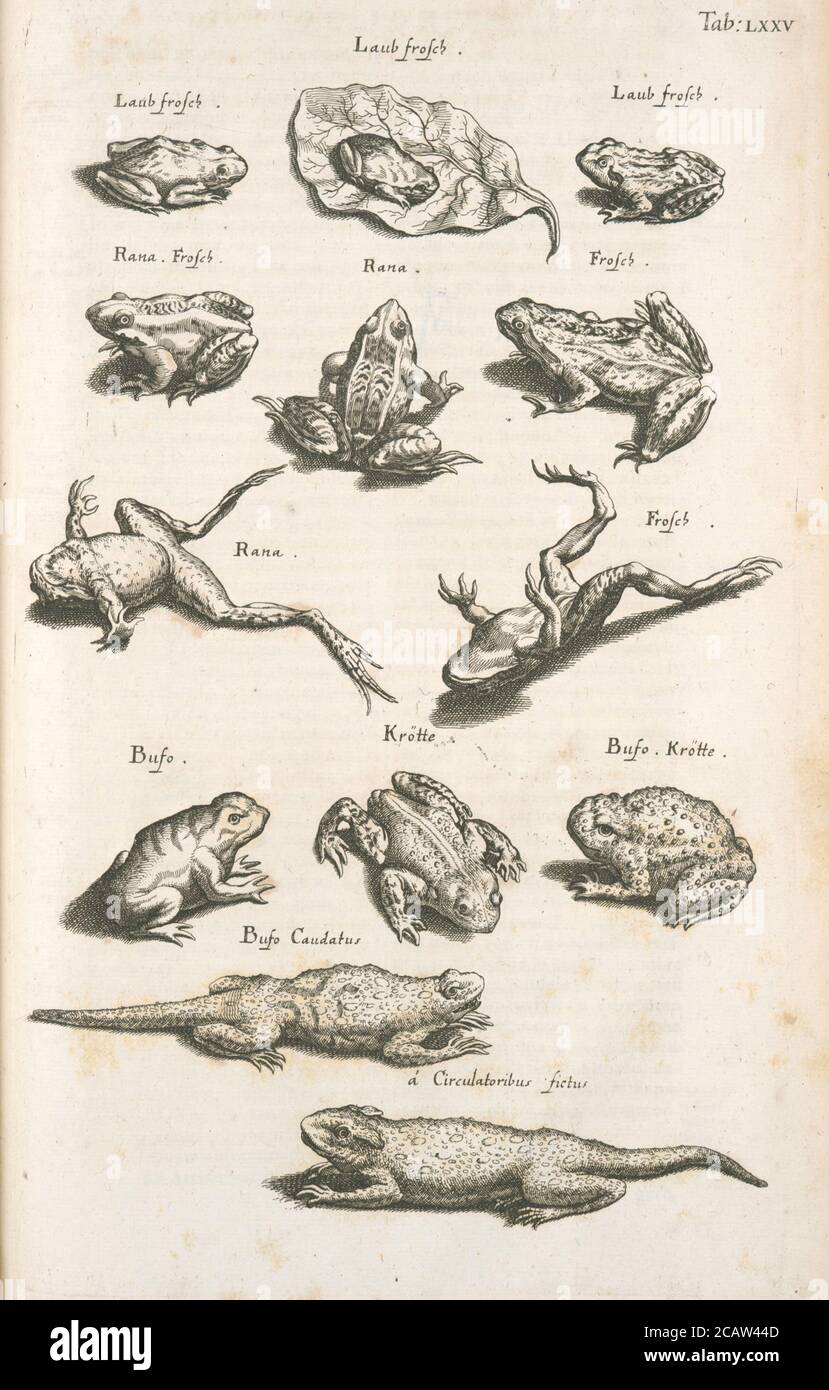 vintage animal illustration vintage classical artistic drawing Stock ...
