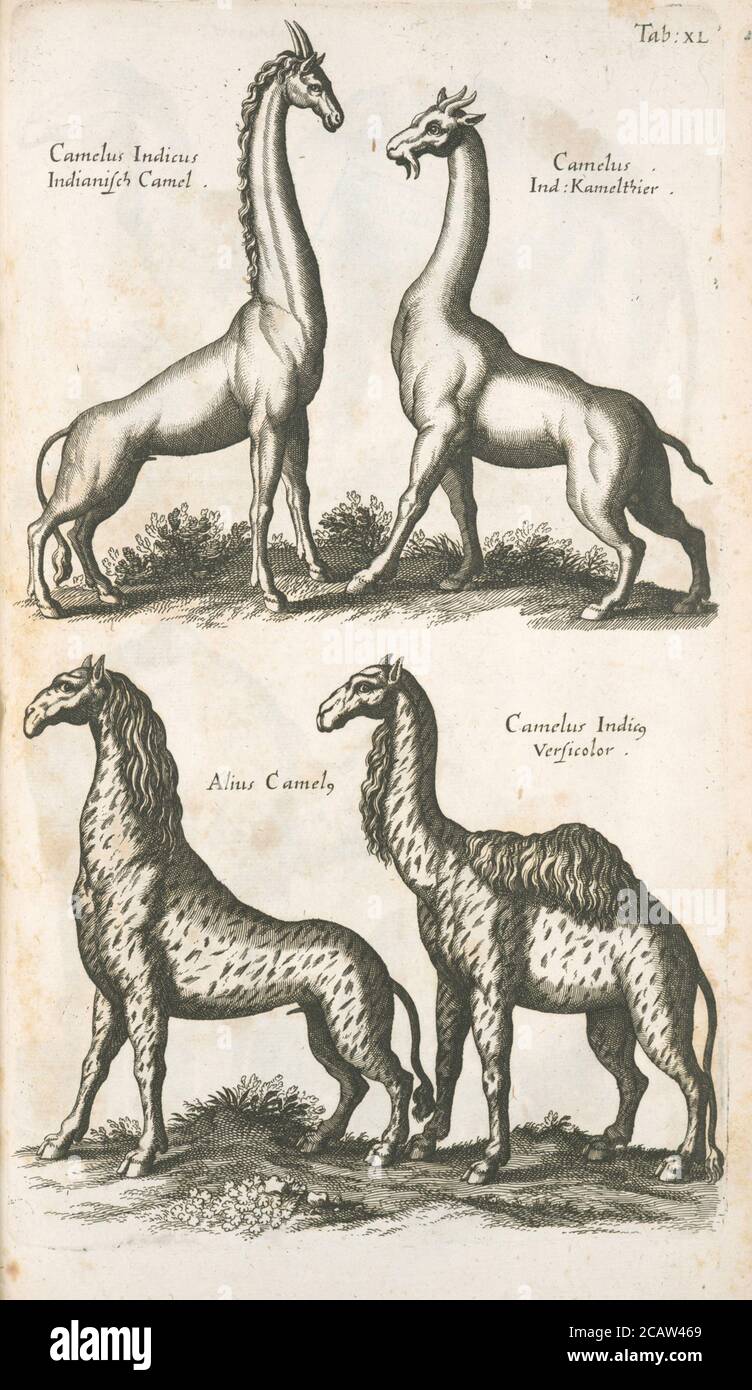 vintage animal illustration vintage classical artistic drawing Stock ...