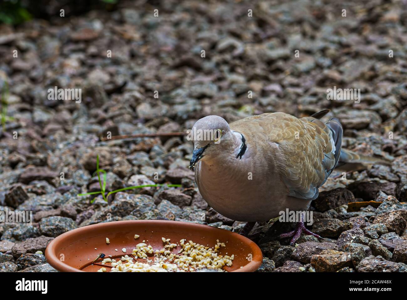 Pigeons eat seeds hi-res stock photography and images - Alamy