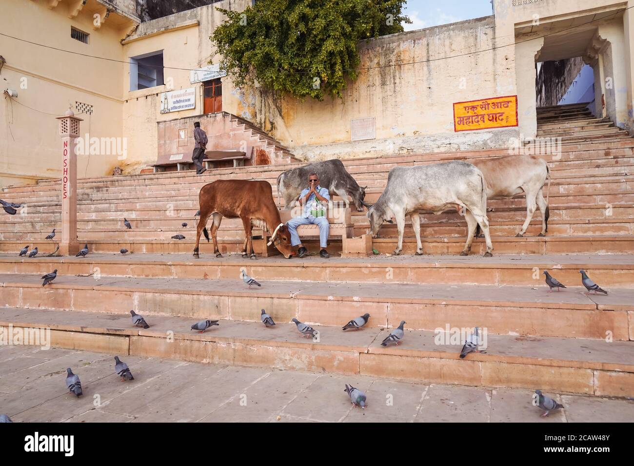 Indian man with cows hi-res stock photography and images - Alamy