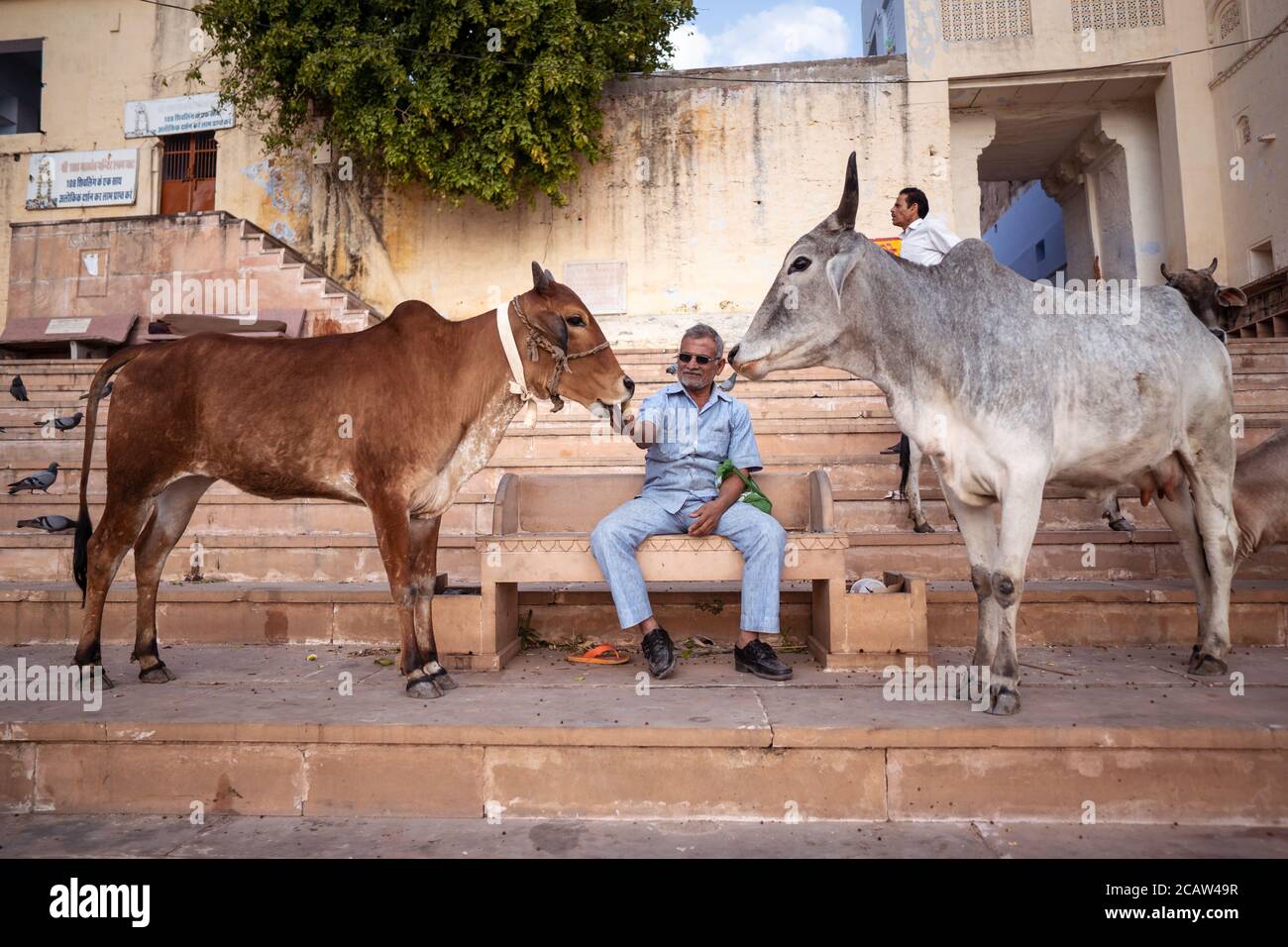 Indian man with cows hi-res stock photography and images - Alamy