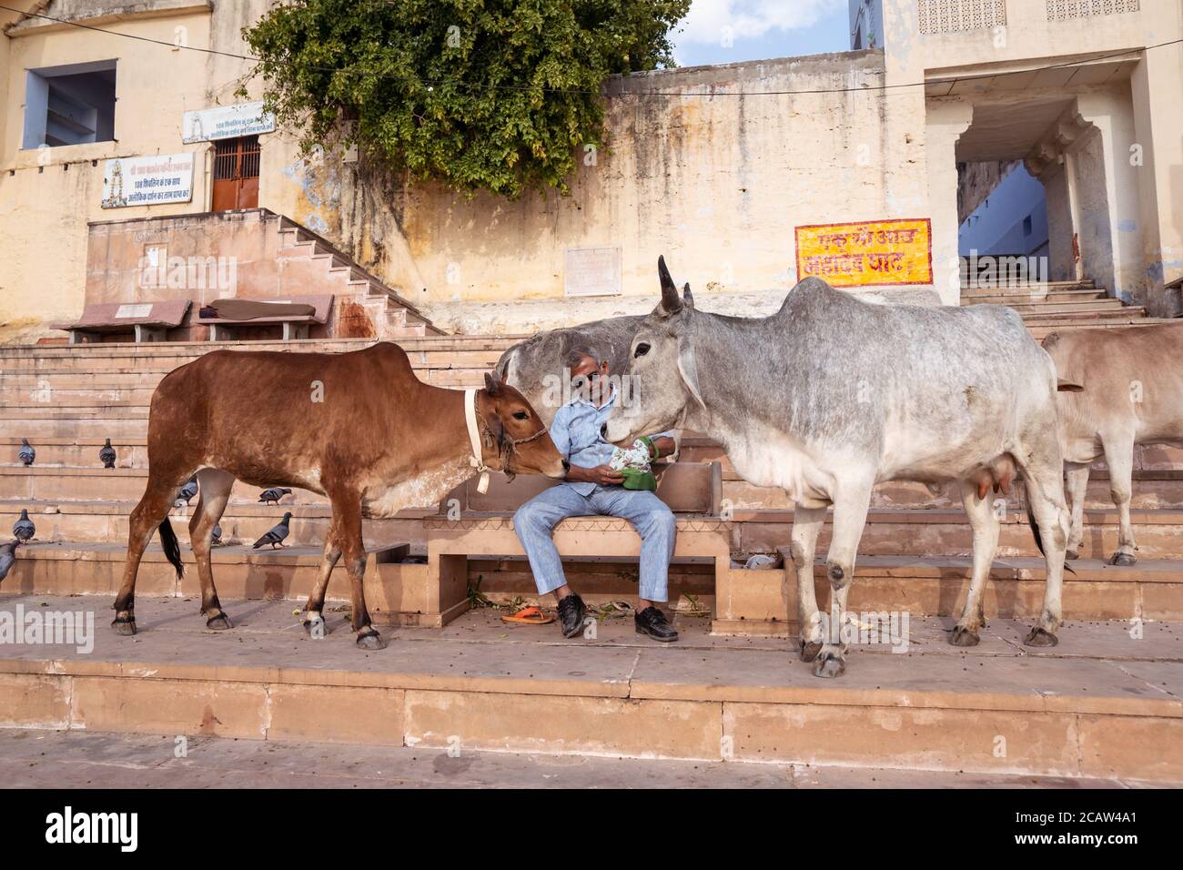 Indian man with cows hi-res stock photography and images - Alamy