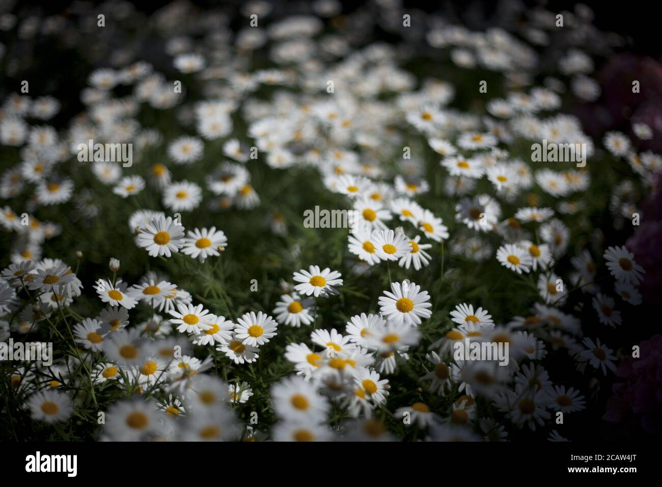 Shallow focus shot blossom white hi-res stock photography and images ...