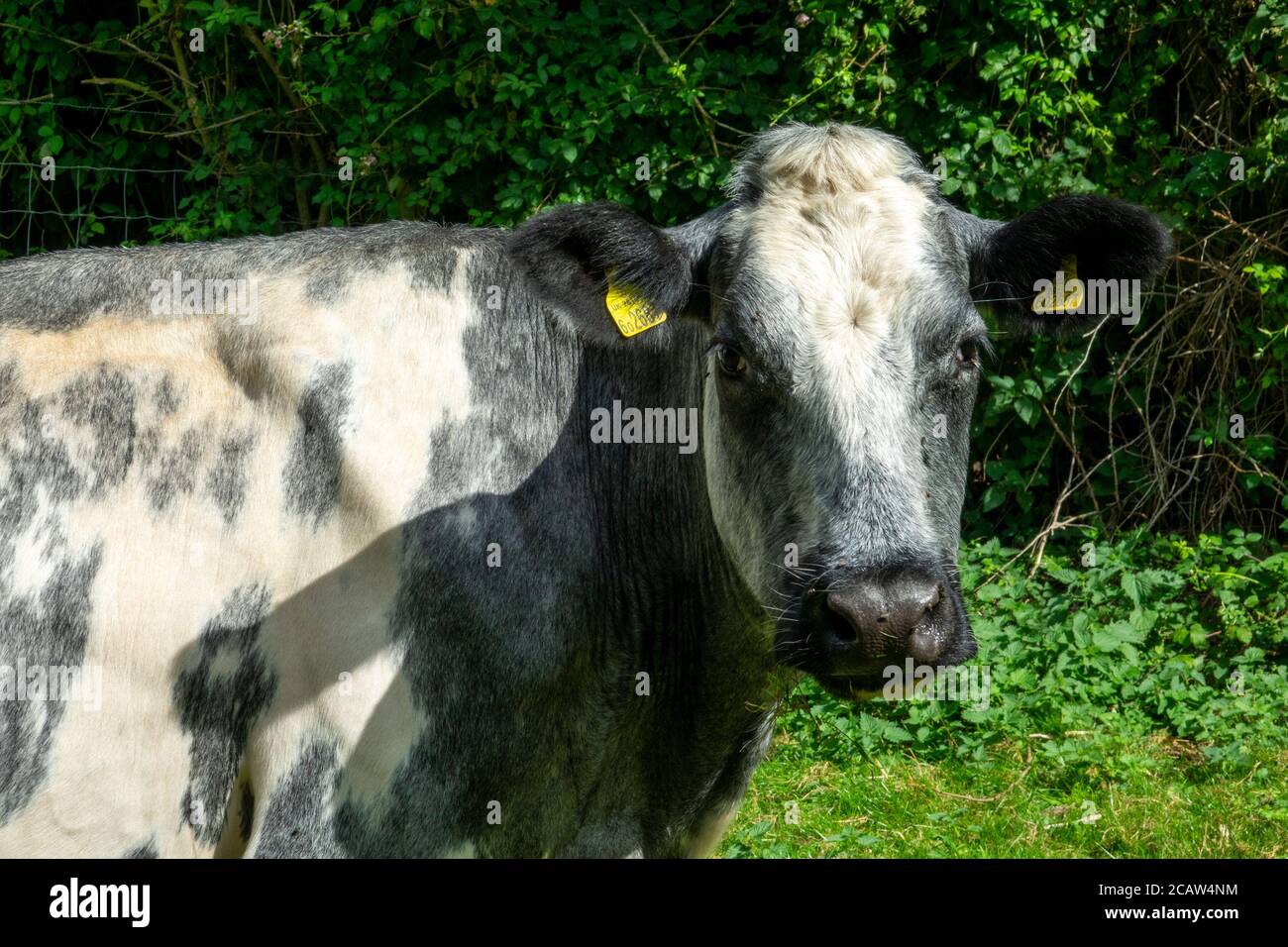Face British blue cow Stock Photo - Alamy