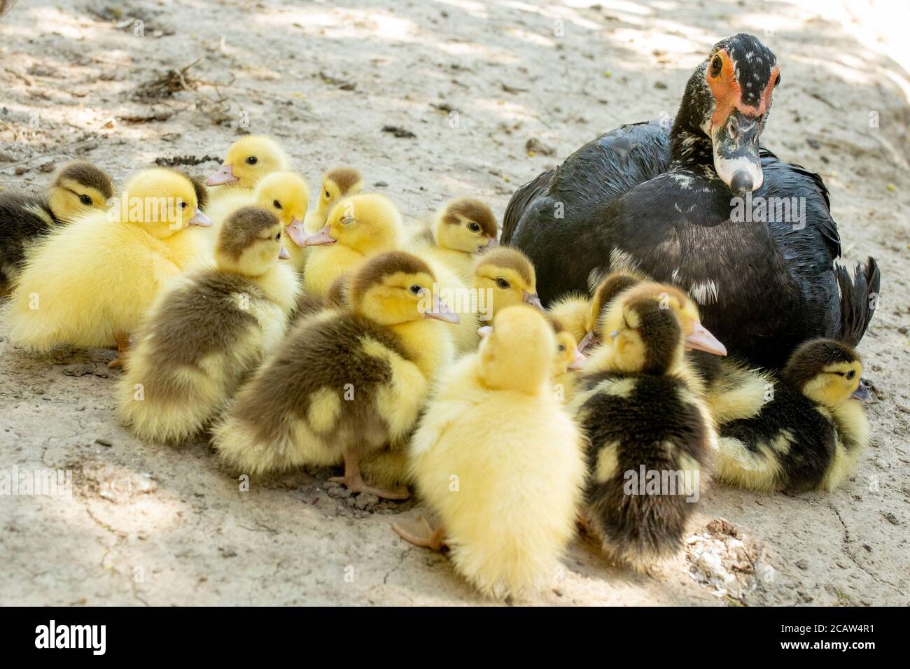 Mother duck with her ducklings. There are many ducklings following the ...