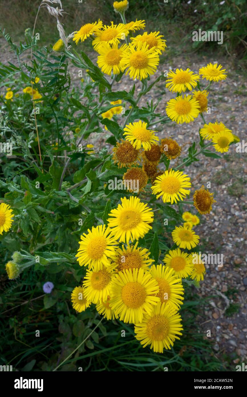 Pulicaria dysenterica, the common fleabane Stock Photo - Alamy
