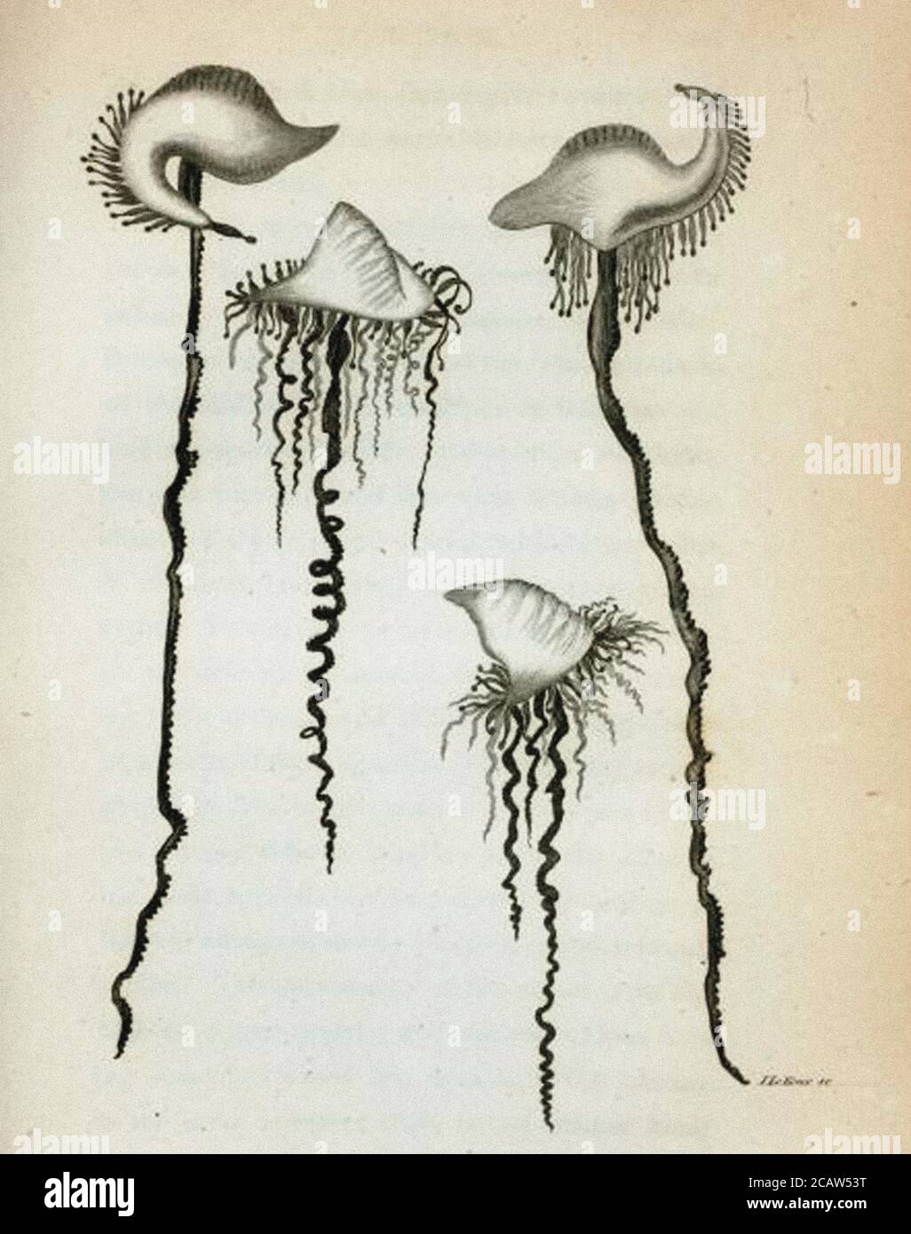 vintage animal illustration vintage classical artistic drawing Stock ...