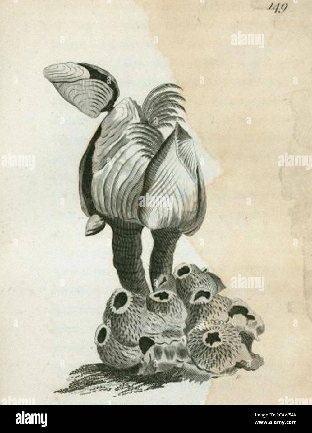 vintage animal illustration vintage classical artistic drawing Stock ...