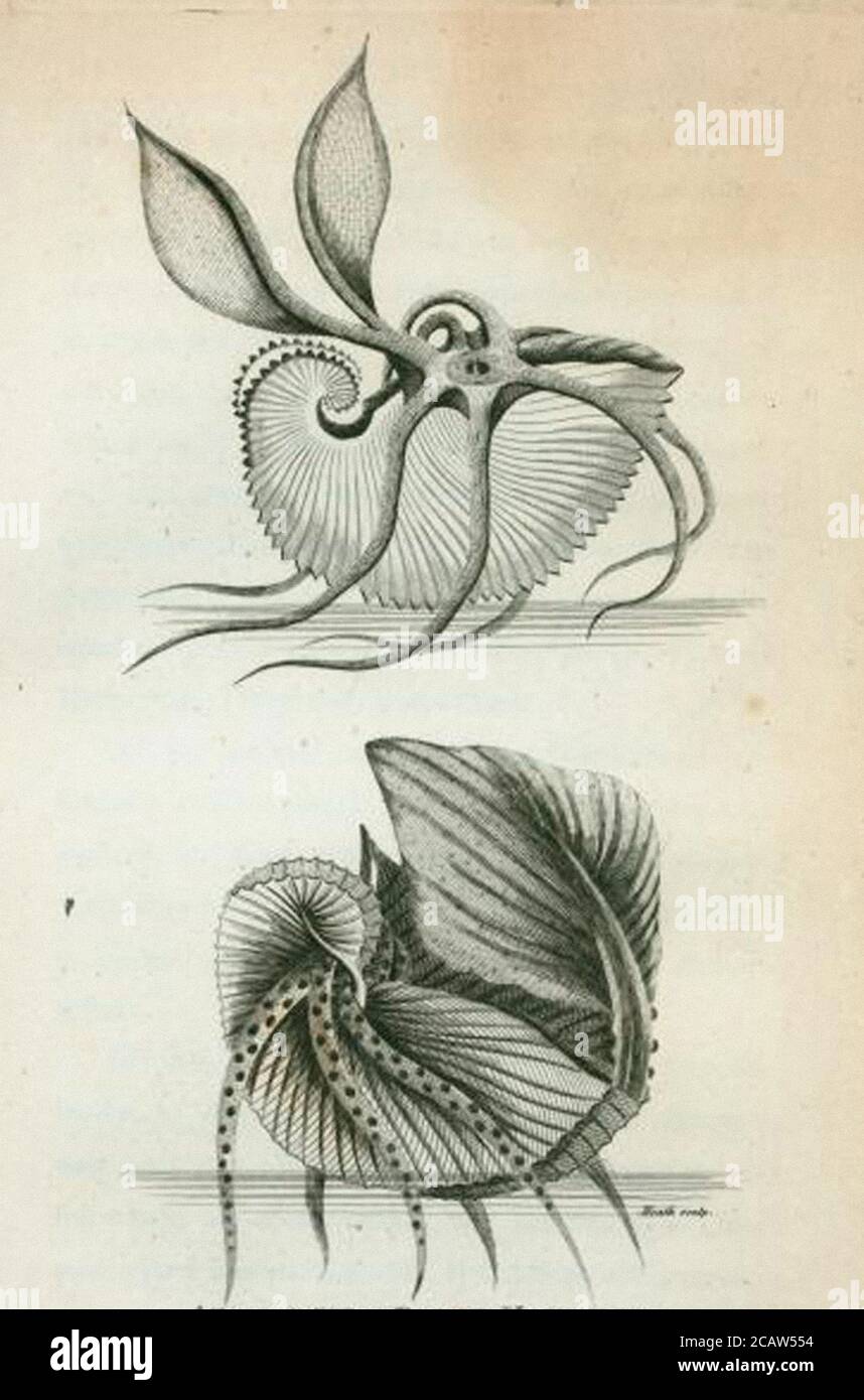 vintage animal illustration vintage classical artistic drawing Stock ...