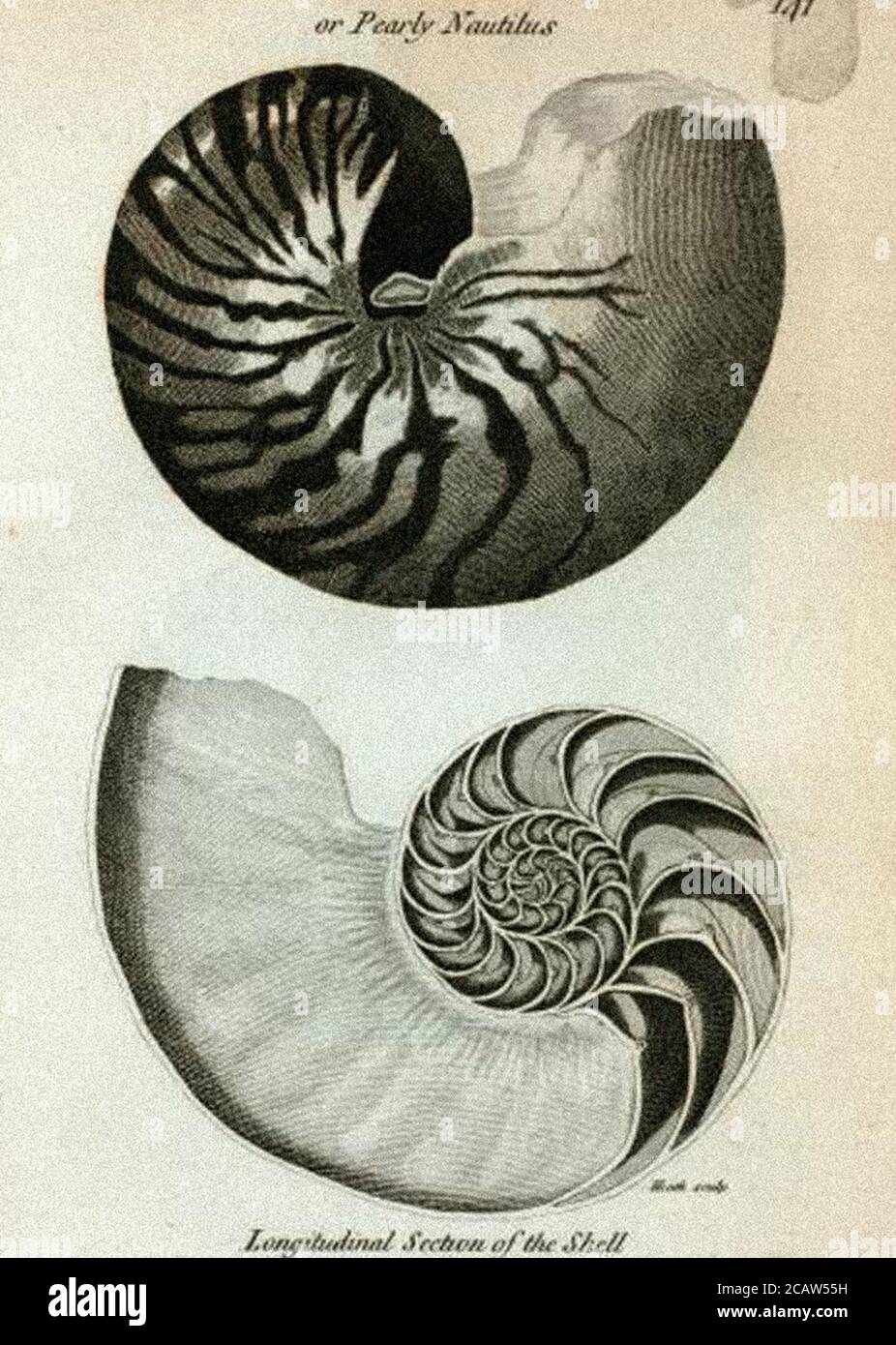 vintage animal illustration vintage classical artistic drawing Stock ...