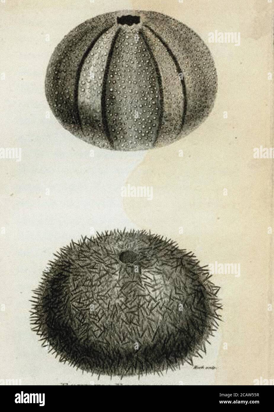 vintage animal illustration vintage classical artistic drawing Stock ...