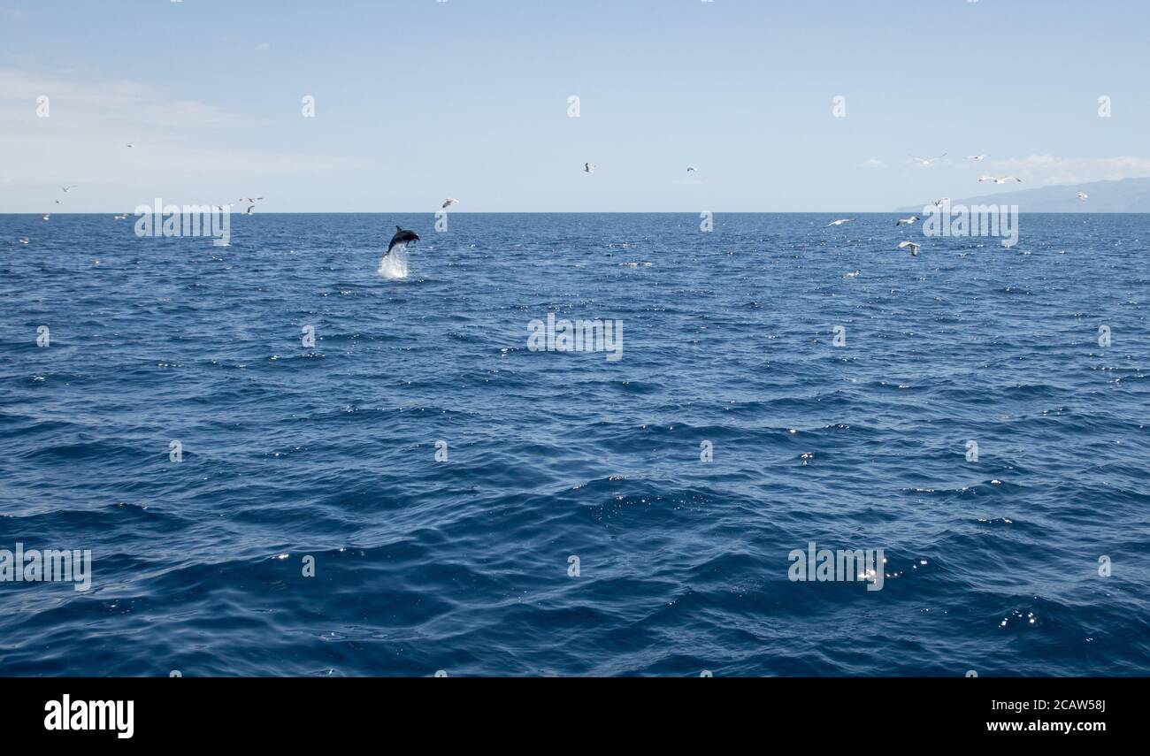 Dolphin flying birds over sea hi-res stock photography and images - Alamy