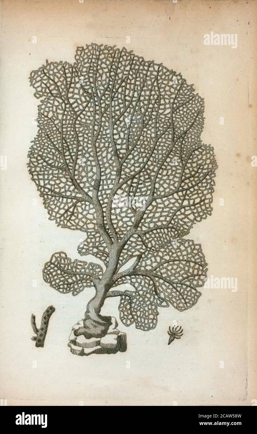 vintage animal illustration vintage classical artistic drawing Stock ...