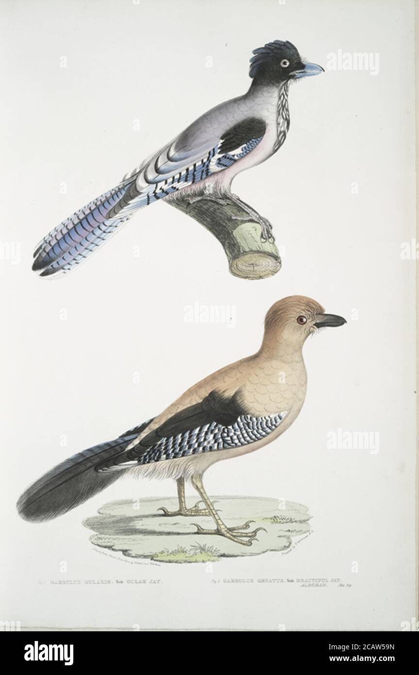 vintage animal illustration vintage classical artistic drawing Stock ...