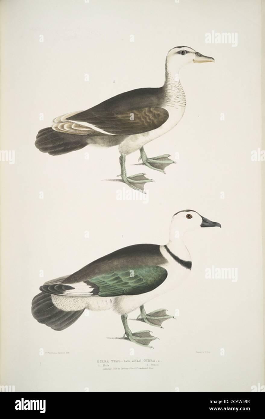 vintage animal illustration vintage classical artistic drawing Stock ...