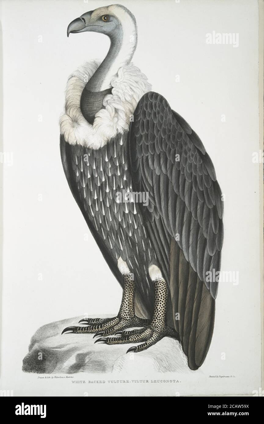 vintage animal illustration vintage classical artistic drawing Stock ...