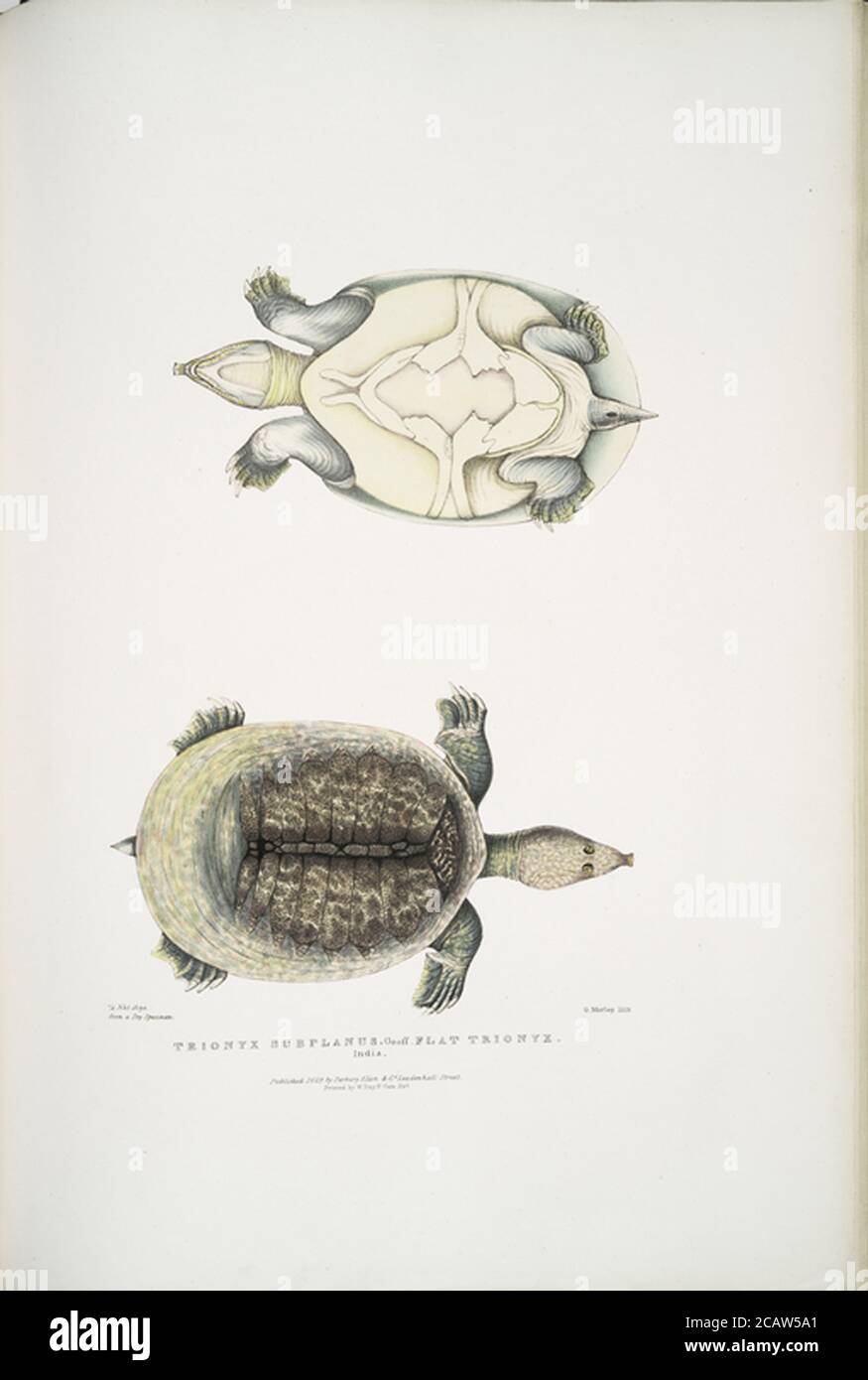 vintage animal illustration vintage classical artistic drawing Stock ...