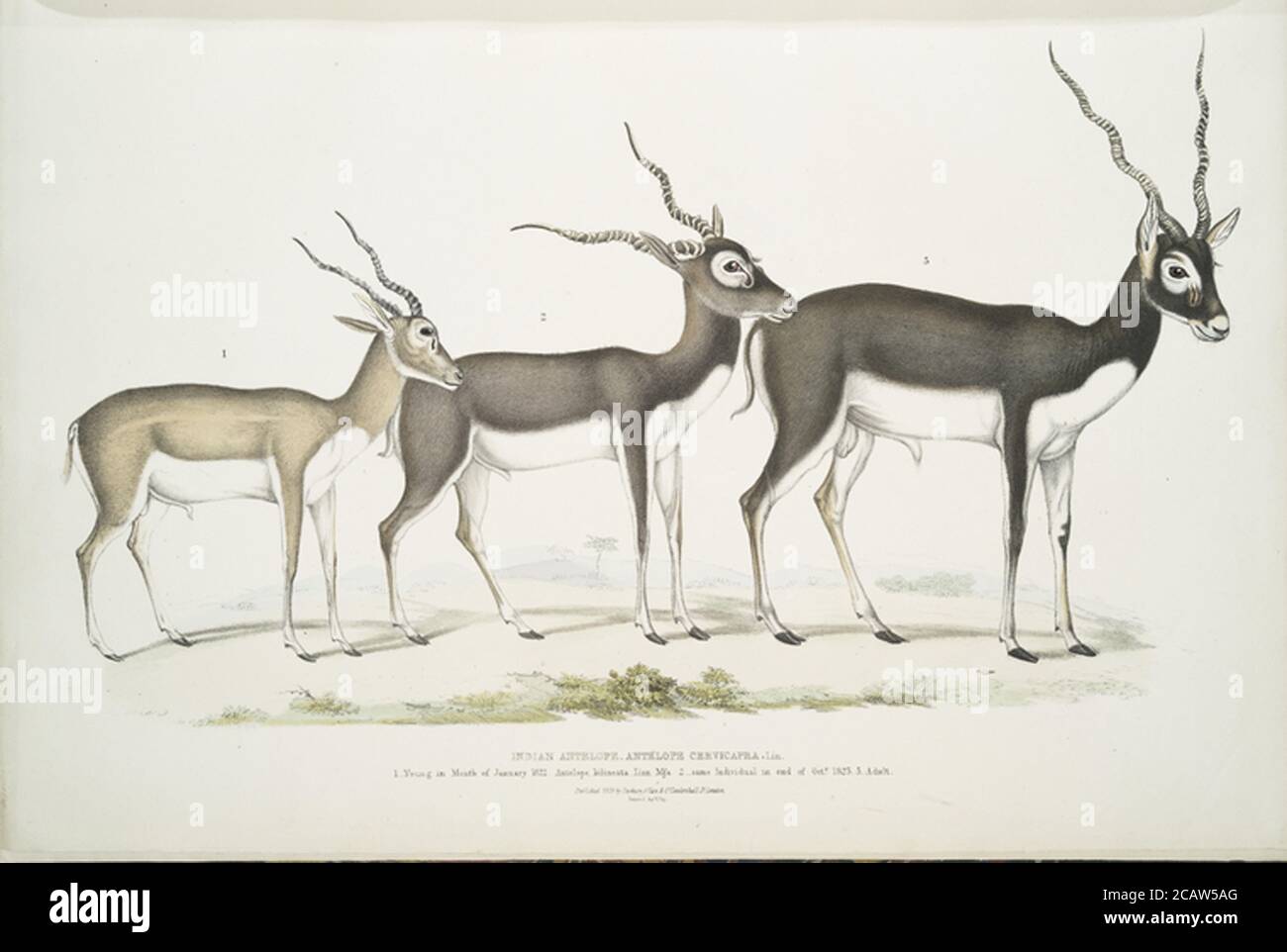 vintage animal illustration vintage classical artistic drawing Stock ...
