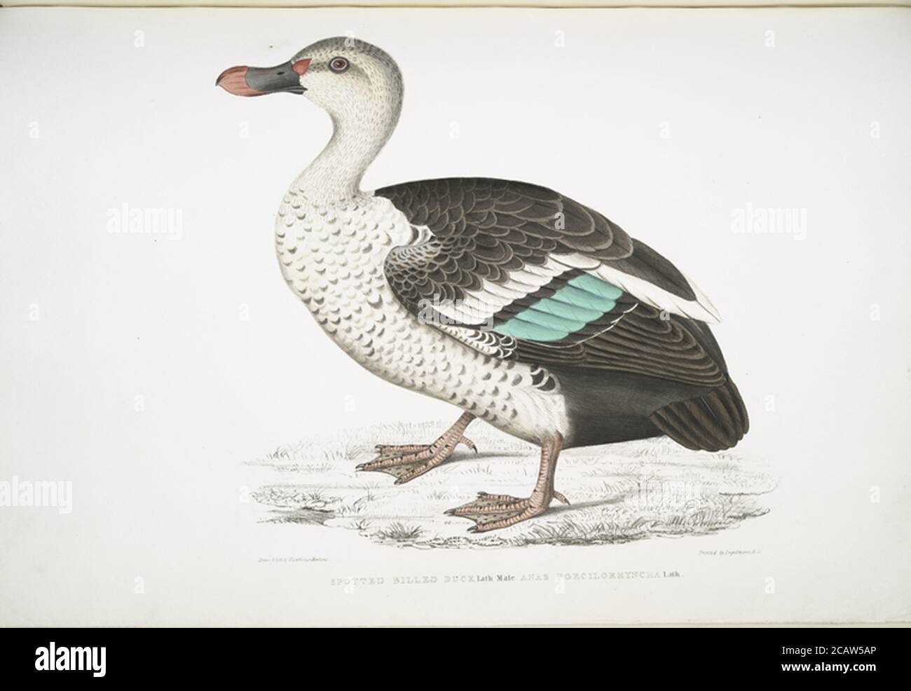 vintage animal illustration vintage classical artistic drawing Stock ...