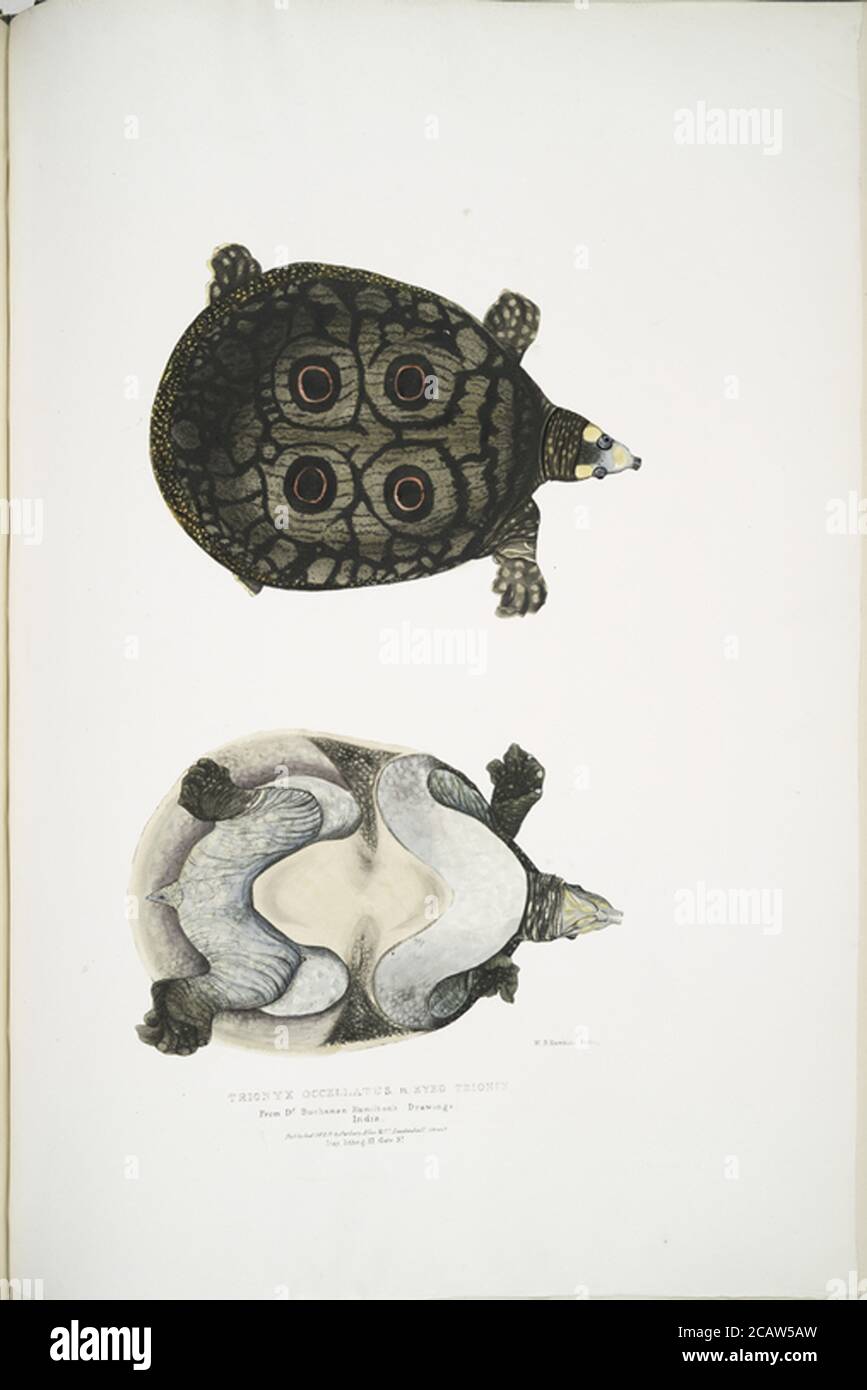 vintage animal illustration vintage classical artistic drawing Stock ...