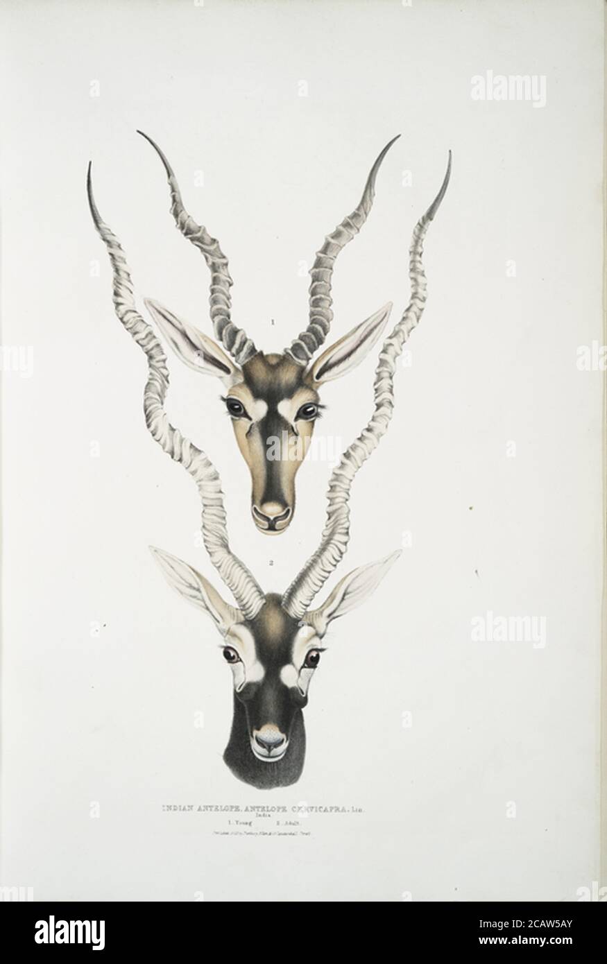 vintage animal illustration vintage classical artistic drawing Stock ...