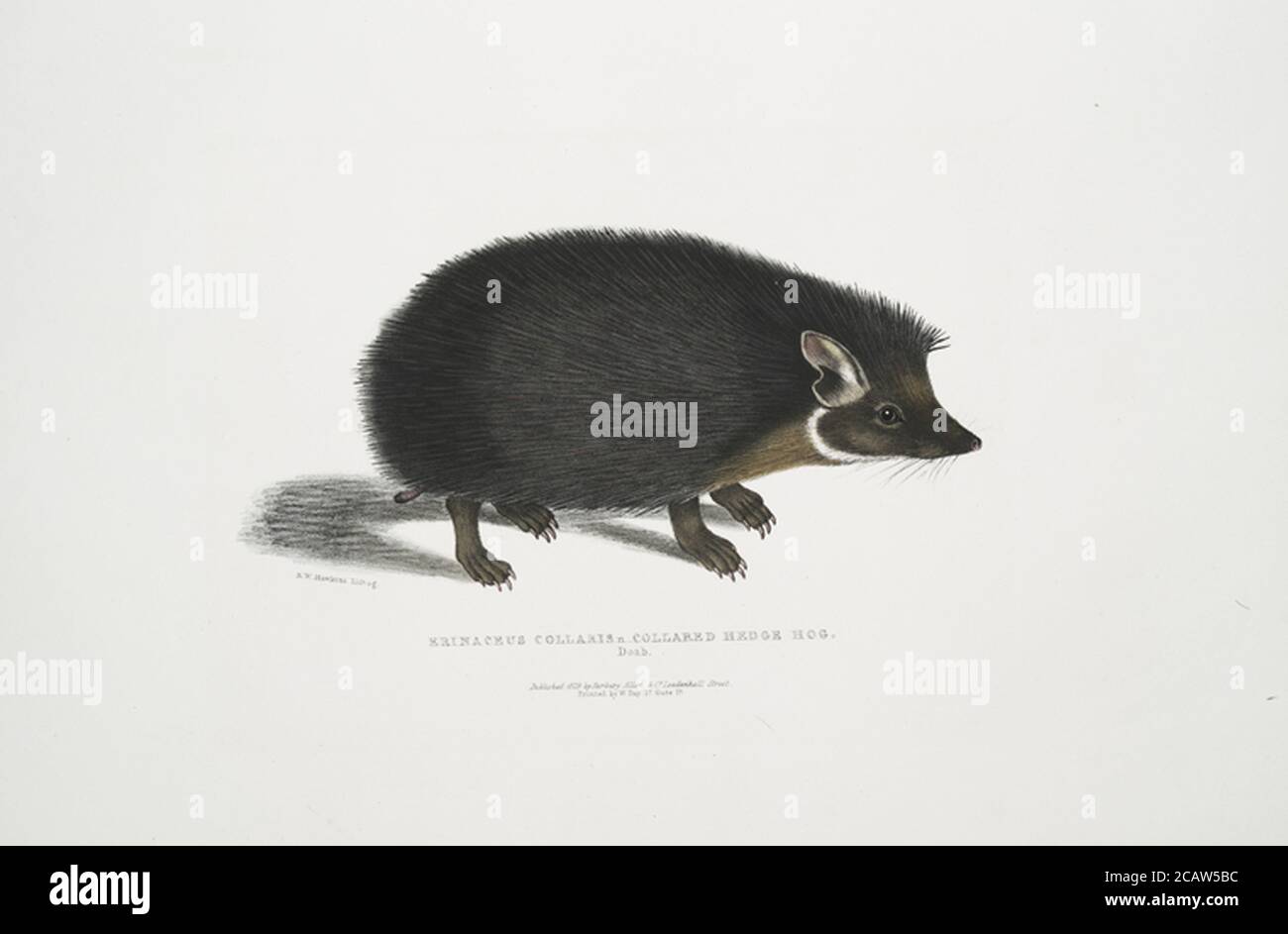 vintage animal illustration vintage classical artistic drawing Stock ...