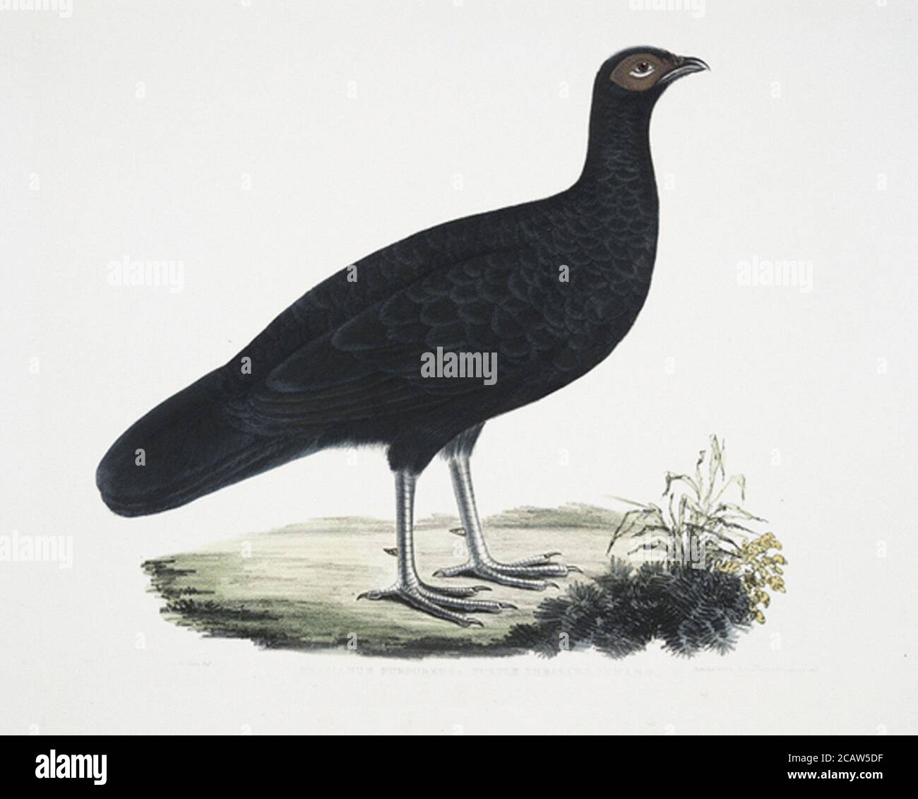 vintage animal illustration vintage classical artistic drawing Stock ...