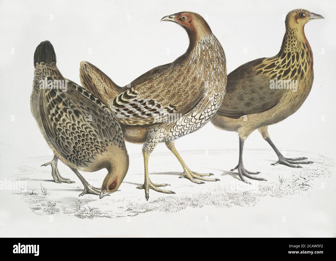 vintage animal illustration vintage classical artistic drawing Stock ...