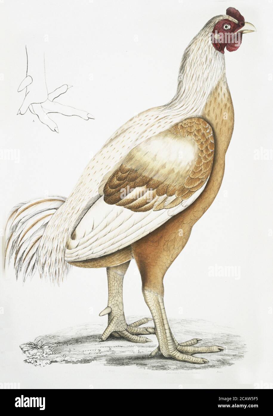 vintage animal illustration vintage classical artistic drawing Stock ...