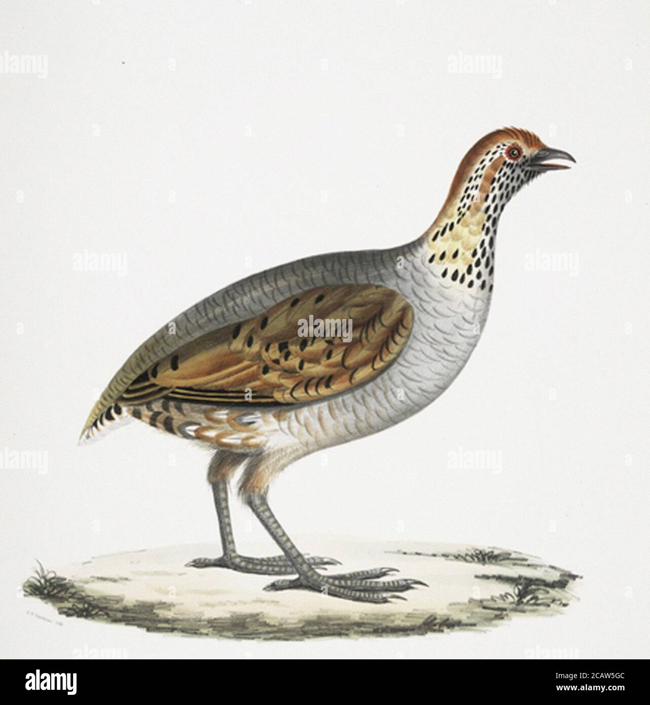 vintage animal illustration vintage classical artistic drawing Stock ...