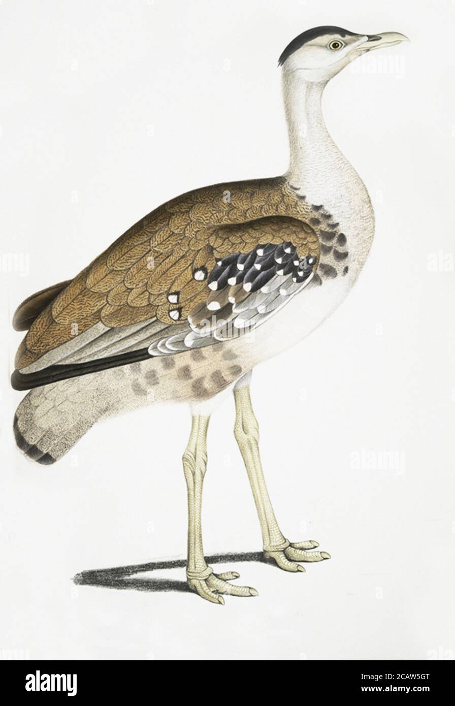 vintage animal illustration vintage classical artistic drawing Stock ...