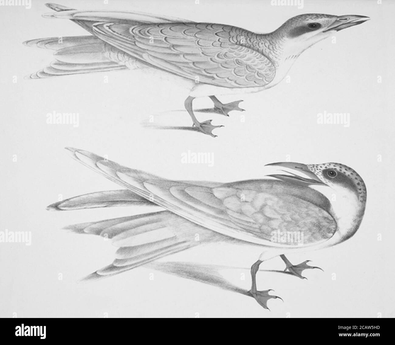 vintage animal illustration vintage classical artistic drawing Stock ...
