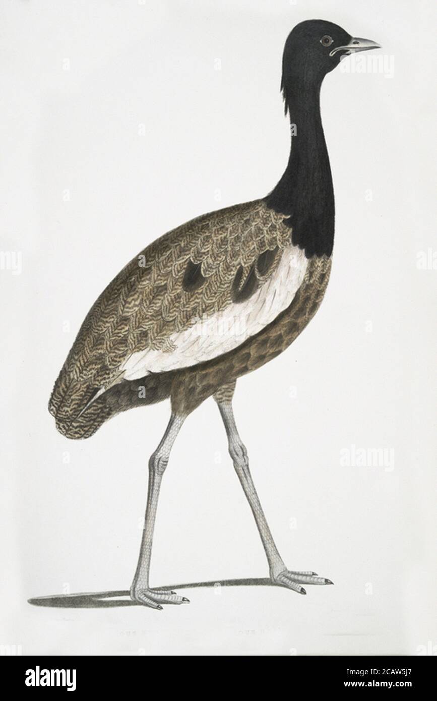 vintage animal illustration vintage classical artistic drawing Stock ...