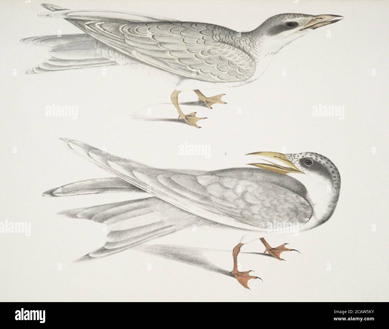 vintage animal illustration vintage classical artistic drawing Stock ...