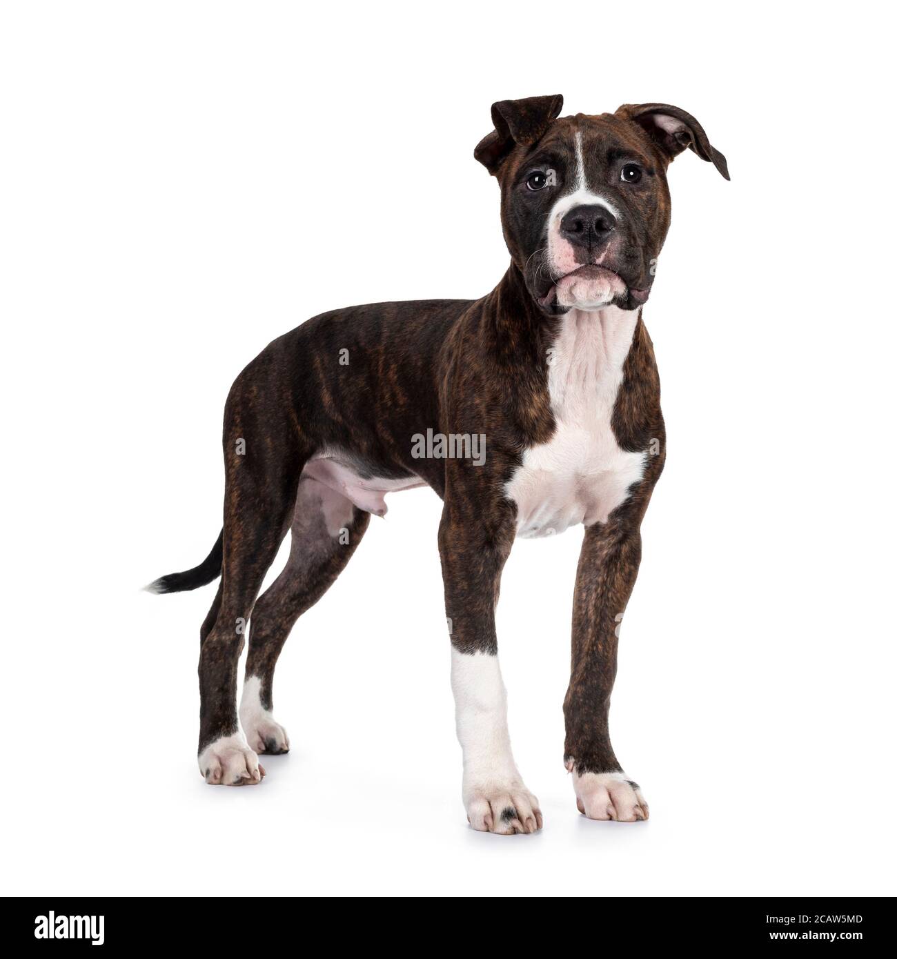 American staffordshire terrier pup Cut Out Stock Images & Pictures - Alamy