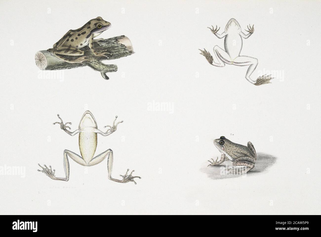 vintage animal illustration vintage classical artistic drawing Stock ...