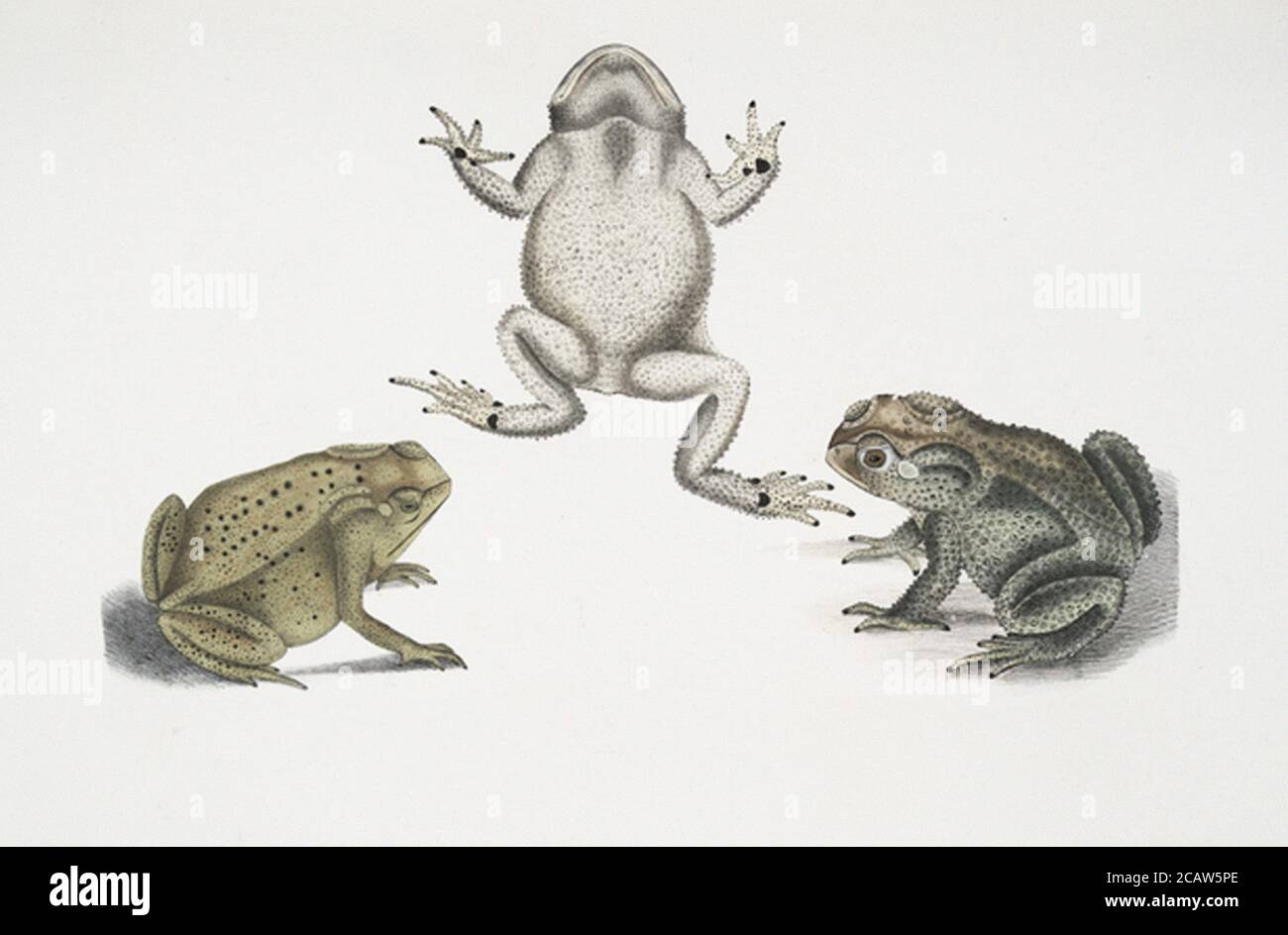 vintage animal illustration vintage classical artistic drawing Stock ...
