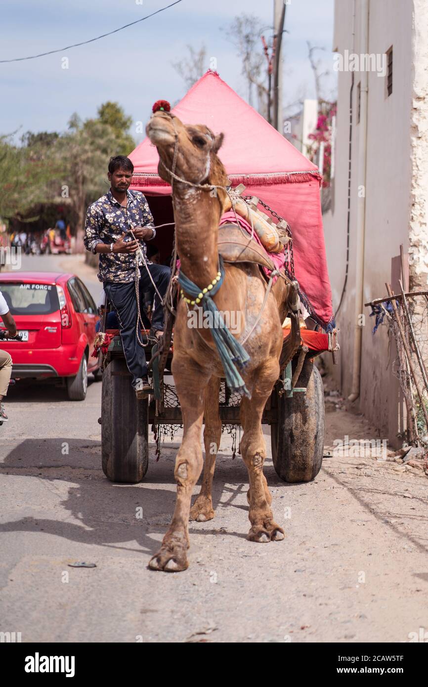 Pushkar / India - March 10, 2020: typical Rajasthani camel-drawn ...