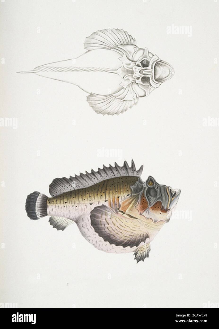 vintage animal illustration vintage classical artistic drawing Stock ...