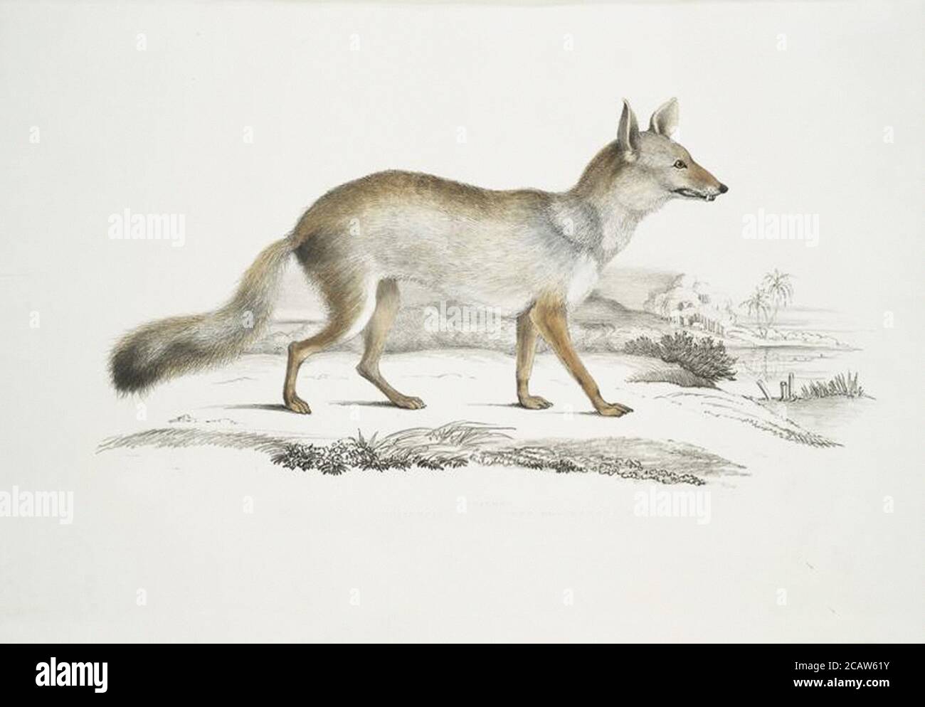 vintage animal illustration vintage classical artistic drawing Stock ...