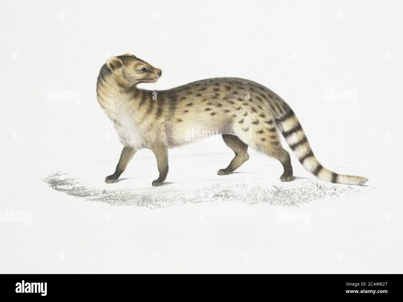 vintage animal illustration vintage classical artistic drawing Stock ...