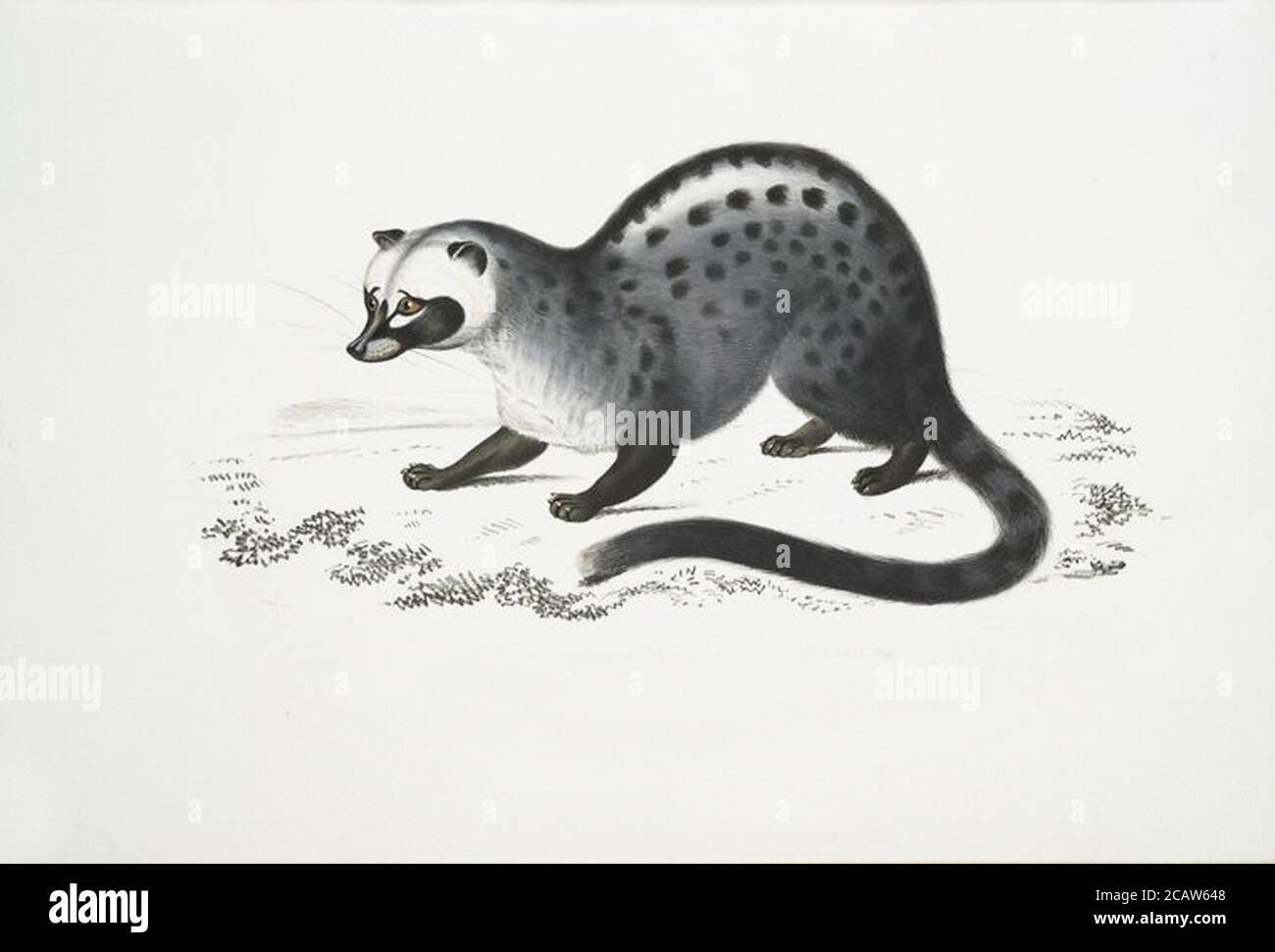 vintage animal illustration vintage classical artistic drawing Stock ...