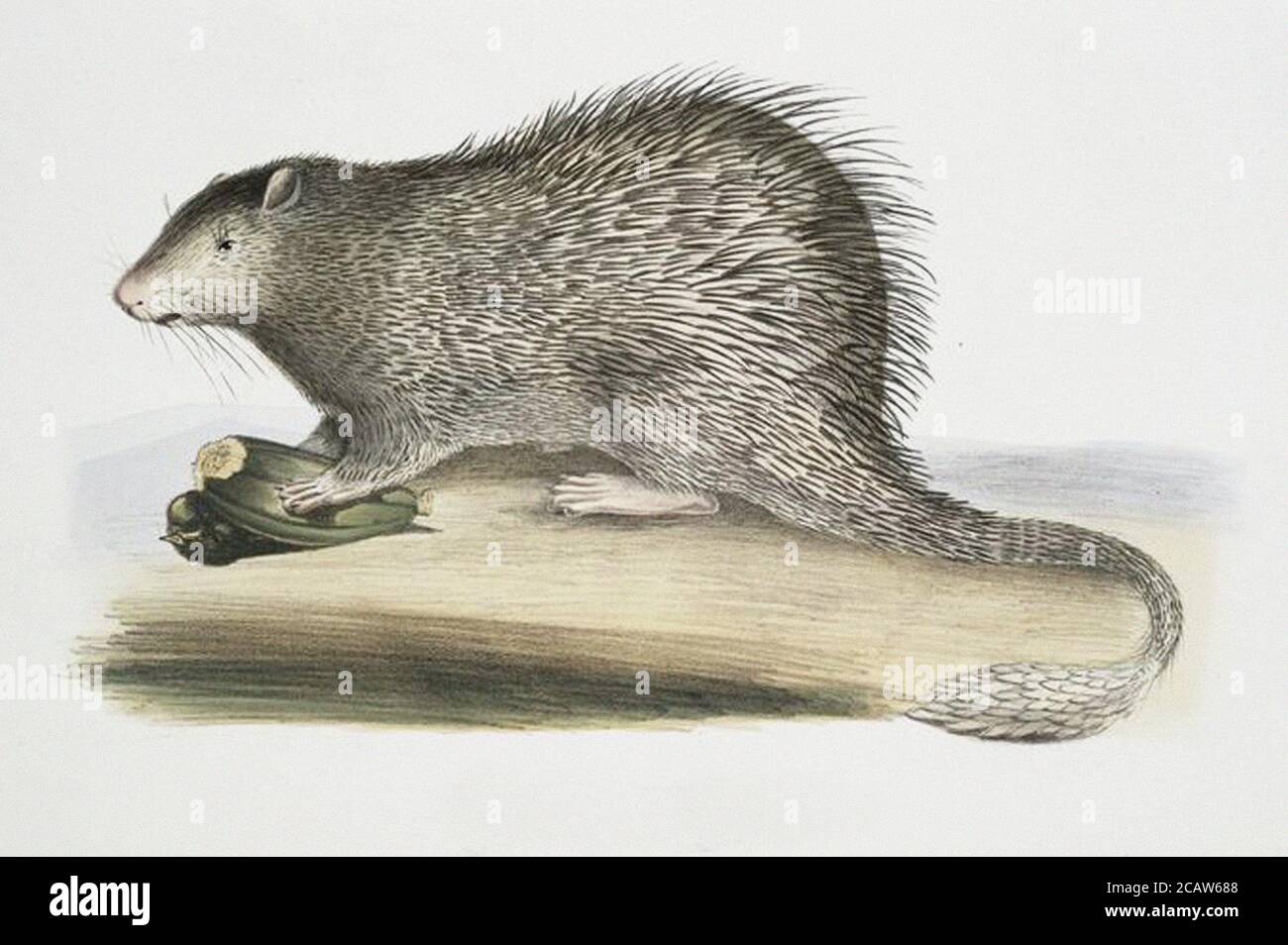 vintage animal illustration vintage classical artistic drawing Stock ...