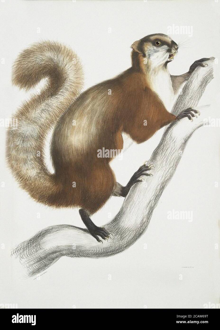vintage animal illustration vintage classical artistic drawing Stock ...