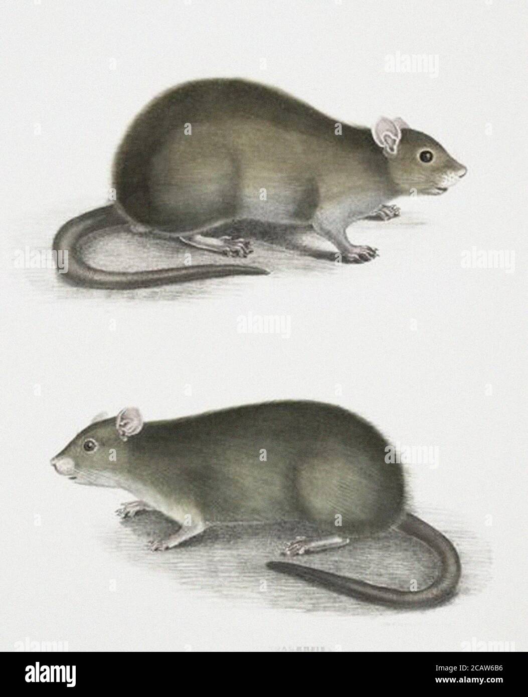 vintage animal illustration vintage classical artistic drawing Stock ...