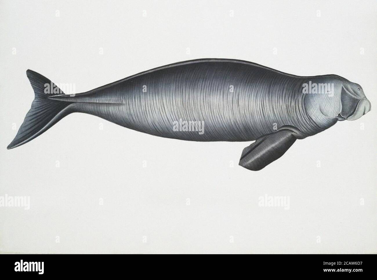 vintage animal illustration vintage classical artistic drawing Stock ...